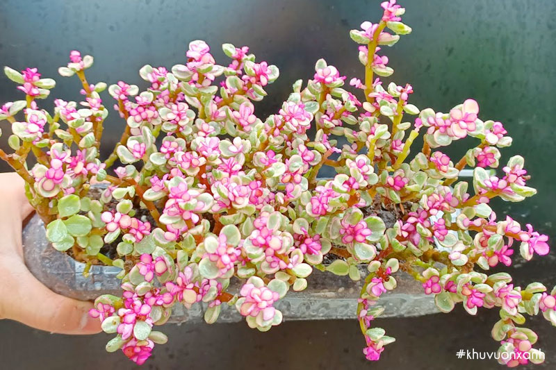 Cây Sen đá Đô la hồng xinh xắn, dễ trồng, dễ chăm sóc