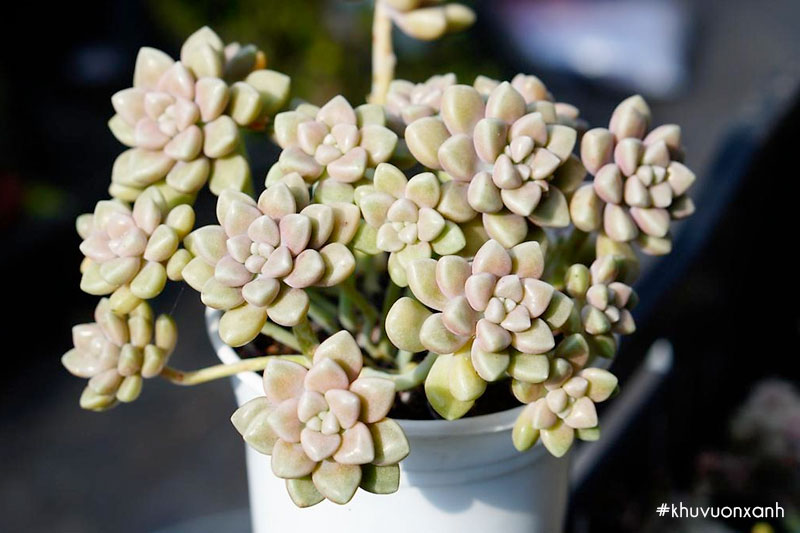 Cây Sen đá Kim tuyến - Phân loại, Đặc điểm, Ý nghĩa và Cách chăm sóc