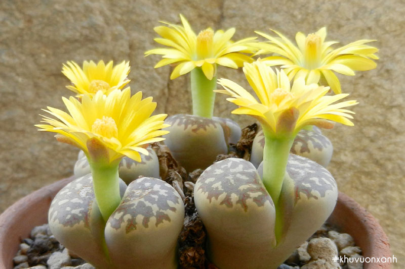 Sen đá mông (Thạch lan Lithops) - Phân loại, Ý nghĩa và Cách chăm sóc