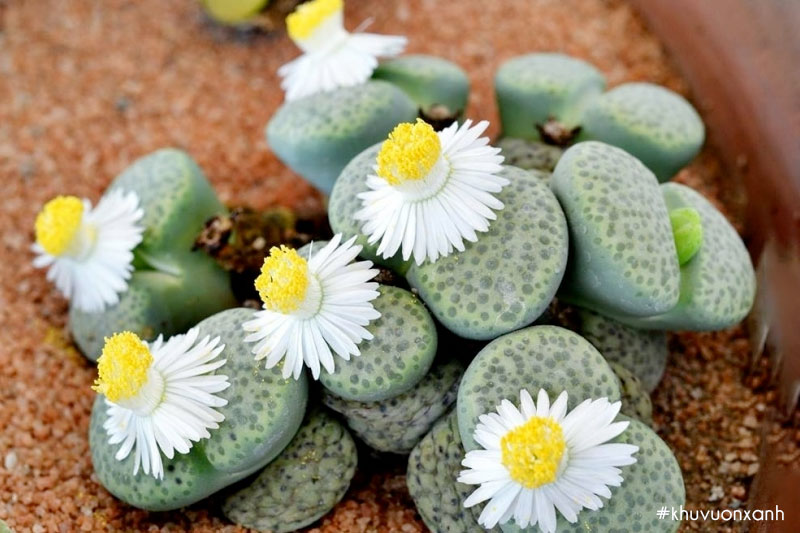 Sen đá mông (Thạch lan Lithops) - Phân loại, Ý nghĩa và Cách chăm sóc