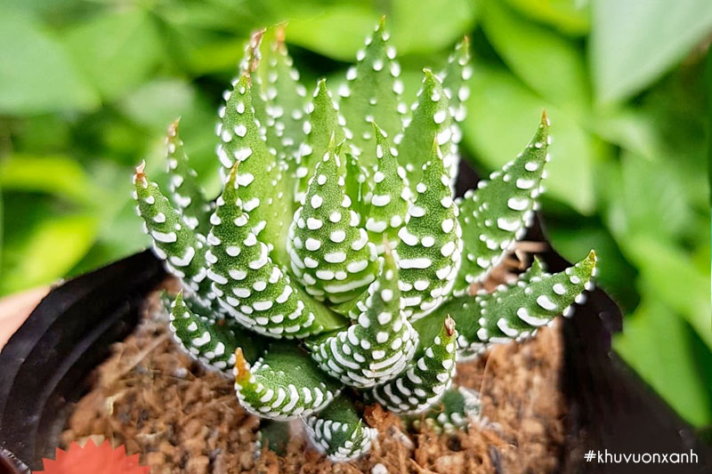 Cây Sen đá móng rồng - Đặc điểm, phân loại, cách trồng và chăm sóc