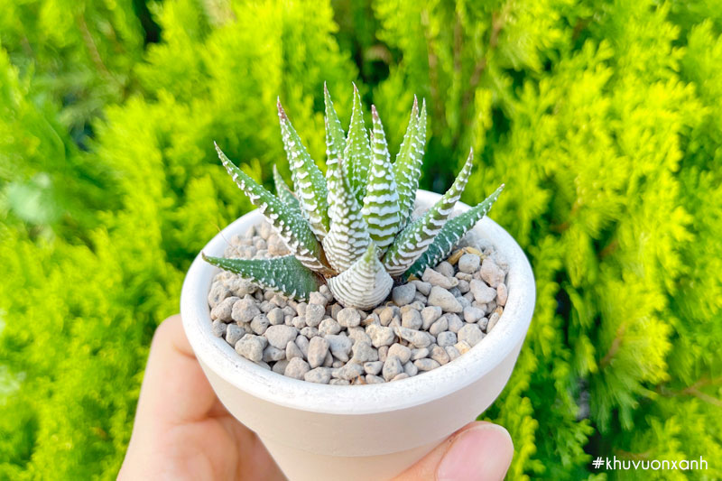 Cây Sen đá móng rồng - Đặc điểm, phân loại, cách trồng và chăm sóc