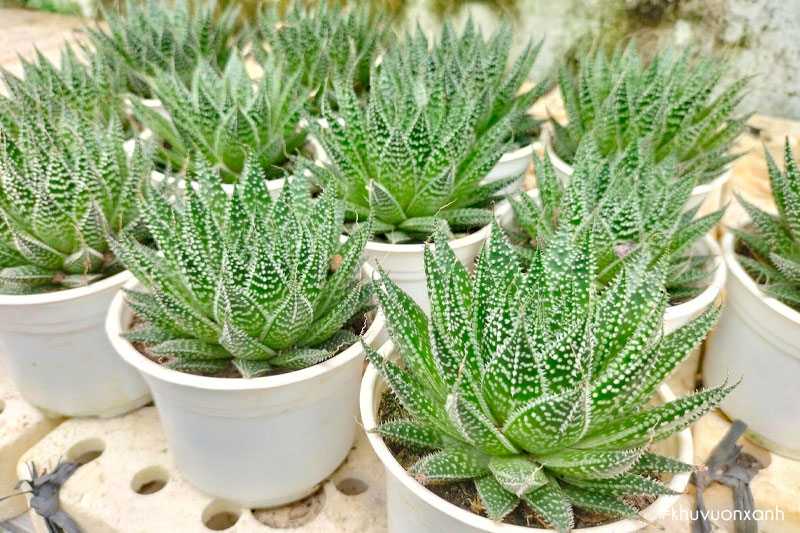 Cây Sen đá móng rồng - Đặc điểm, phân loại, cách trồng và chăm sóc