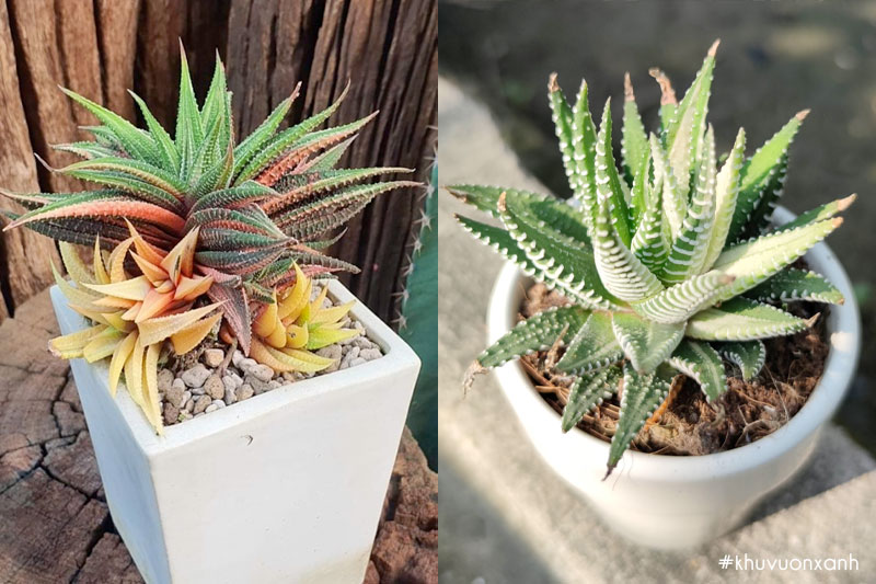 Cây Sen đá móng rồng - Đặc điểm, phân loại, cách trồng và chăm sóc