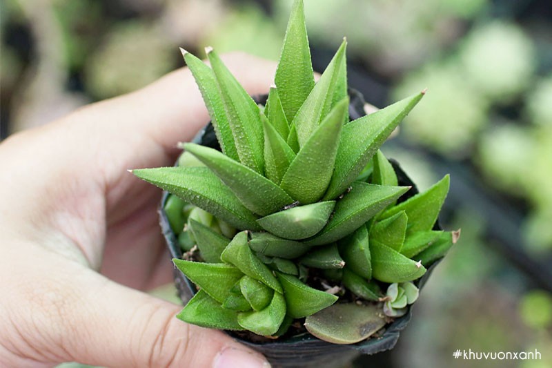 Cây Sen đá móng rồng - Đặc điểm, phân loại, cách trồng và chăm sóc