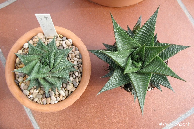 Cây Sen đá móng rồng - Đặc điểm, phân loại, cách trồng và chăm sóc