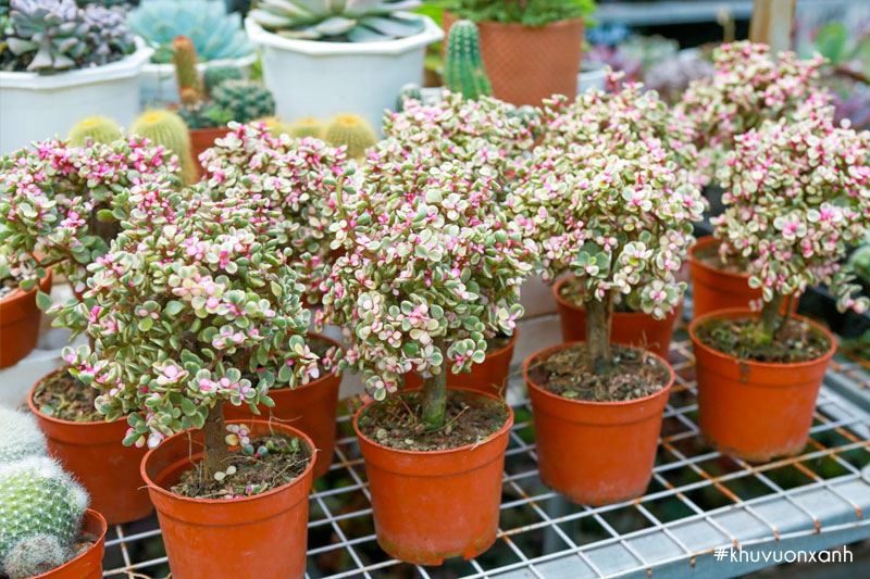 Cây Sen đá Đô la hồng xinh xắn, dễ trồng, dễ chăm sóc