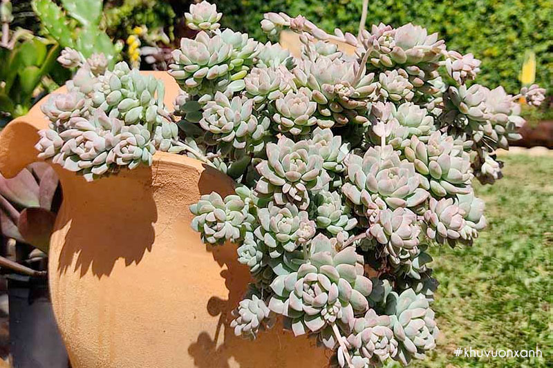 Các loại Sen đá dù và cách nhân giống, chăm sóc