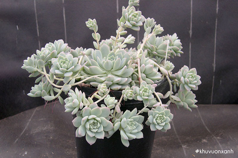 Các loại Sen đá dù và cách nhân giống, chăm sóc