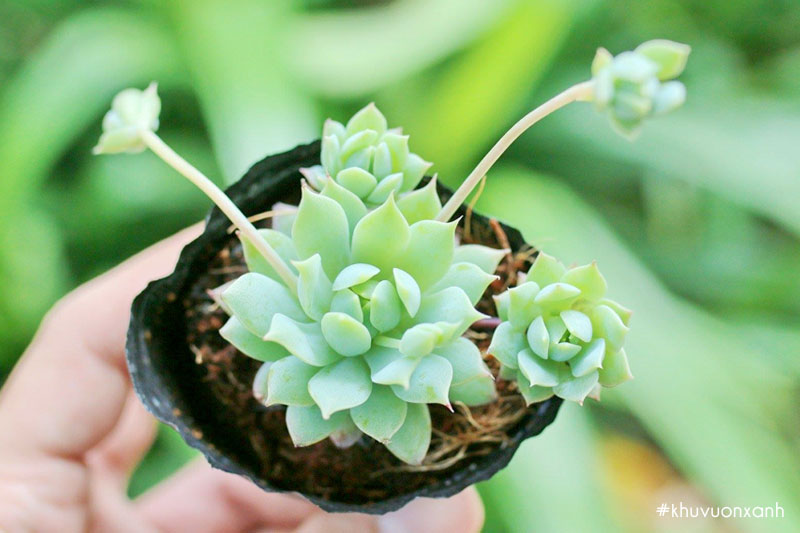 Các loại Sen đá dù và cách nhân giống, chăm sóc