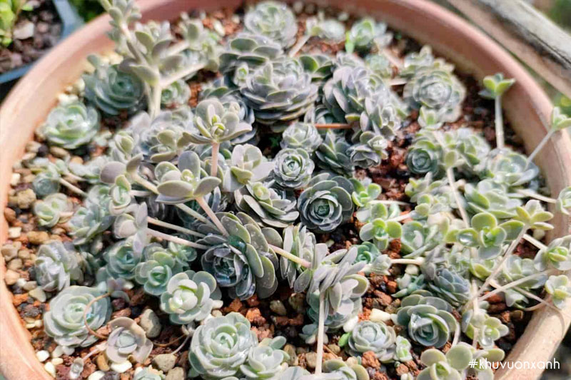 Các loại Sen đá dù và cách nhân giống, chăm sóc