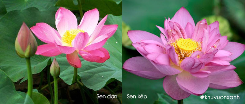 Hoa Sen hồng - Giải mã vẻ đẹp và ý nghĩa biểu tượng Quốc hoa Việt Nam