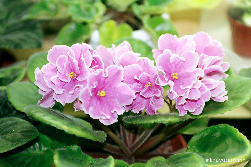 Hoa Violet - Sắc tím ngọt ngào của tình yêu và sự thủy chung