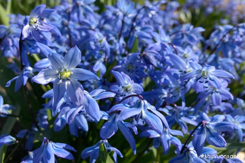 Hoa Violet - Sắc tím ngọt ngào của tình yêu và sự thủy chung