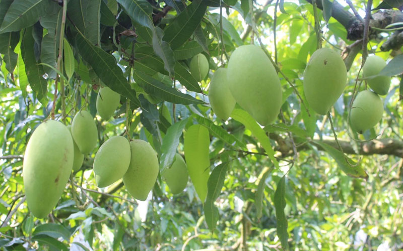 Cây Xoài - Đặc điểm, Nguồn gốc và Ý nghĩa