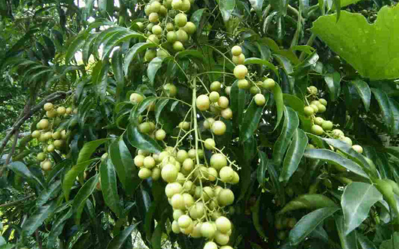 Cây mắc mật - Cây gia vị tốt cho sức khỏe bạn không nên bỏ qua