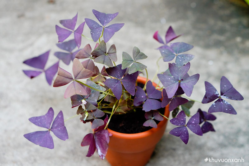 Cây Bướm đêm (Chua me đất lá tím) sở hữu vẻ đẹp độc lạ, thu hút