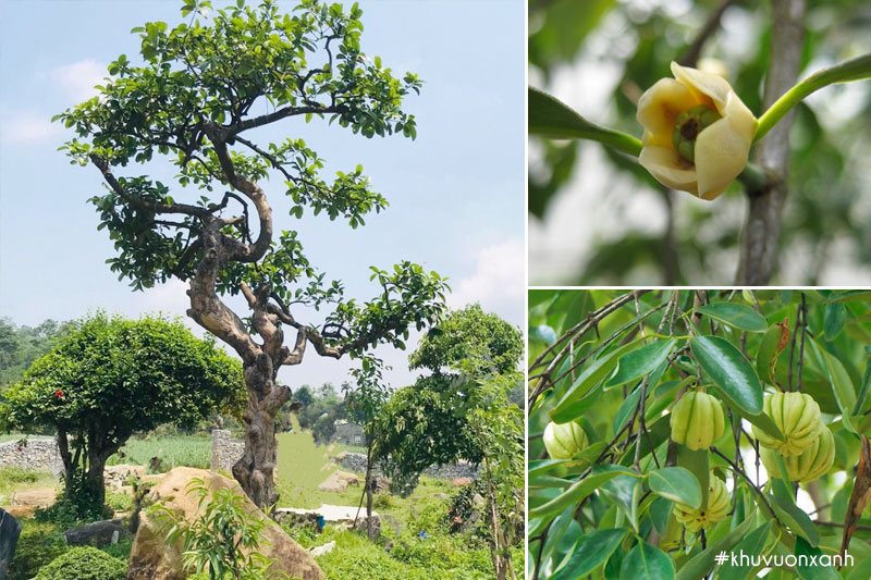 Cây Tai chua - Cây Bứa bọng