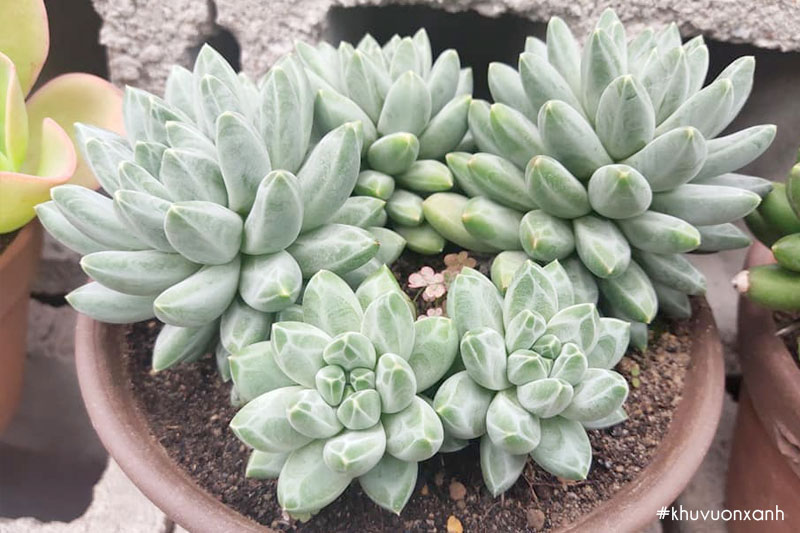 Cây Sen đá Kim cương: Đặc điểm, công dụng, cách nhân giống và chăm sóc