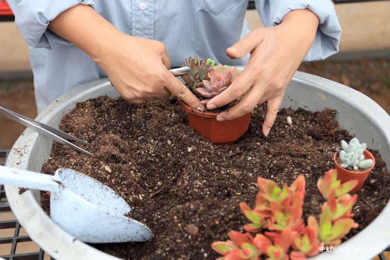 Các loại giá thể, đất trồng Sen đá tốt nhất