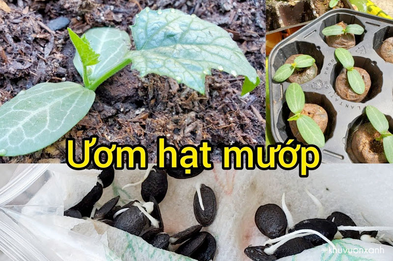 Cây Mướp hương - Đặc điểm, Phân Loại giống và Cách trồng đúng kỹ thuật