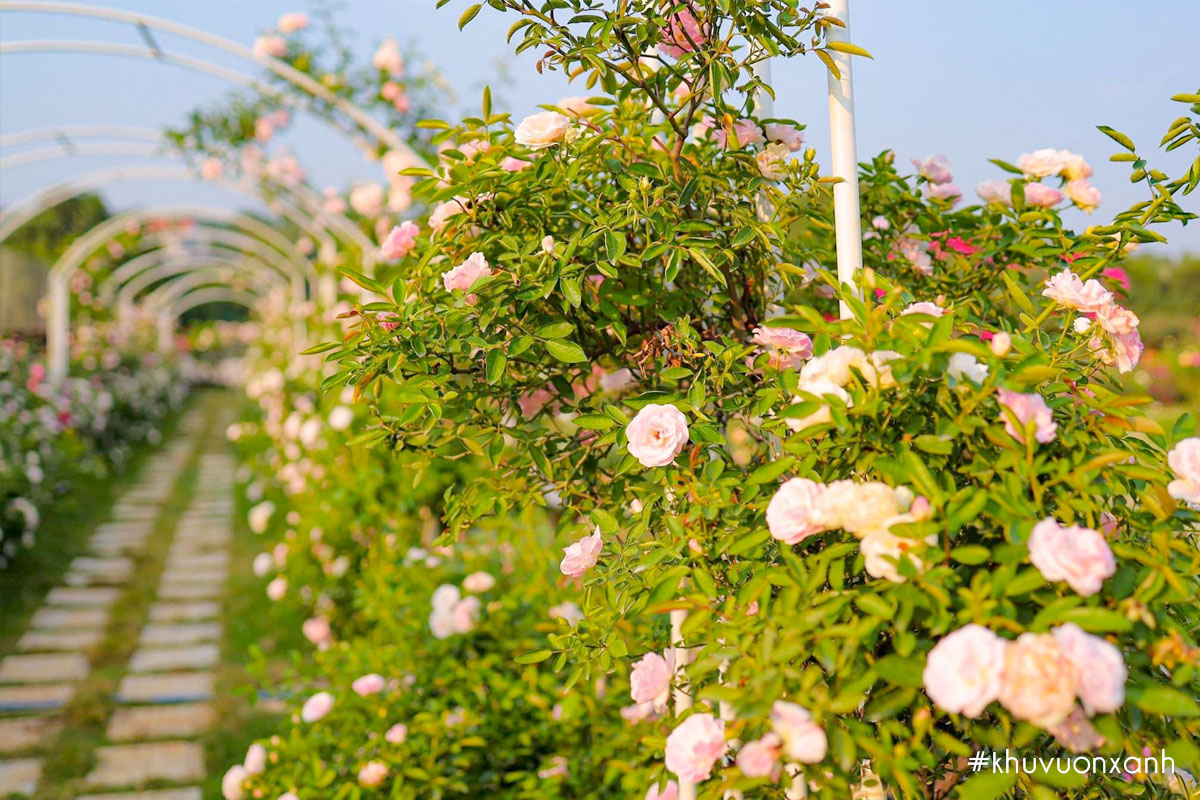 Dạo quanh Vườn Hoa hồng đẹp như mơ tại Hòa Thạch, Quốc Oai, Hà Nội
