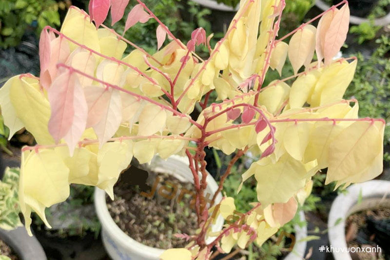 Cây Khế - Đặc điểm, Phân loại, Ý nghĩa, Cách trồng và Chăm sóc