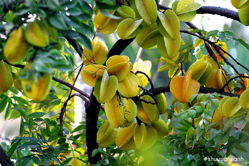 Cây Khế - Đặc điểm, Phân loại, Ý nghĩa, Cách trồng và Chăm sóc